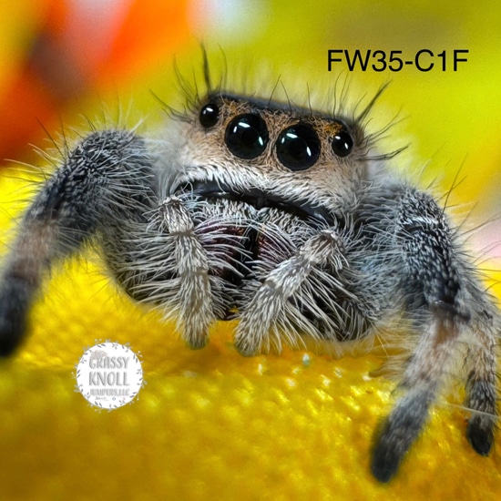 Female P. Regius FW35-C1F Jumping Spider by Grassy Knoll Jumpers