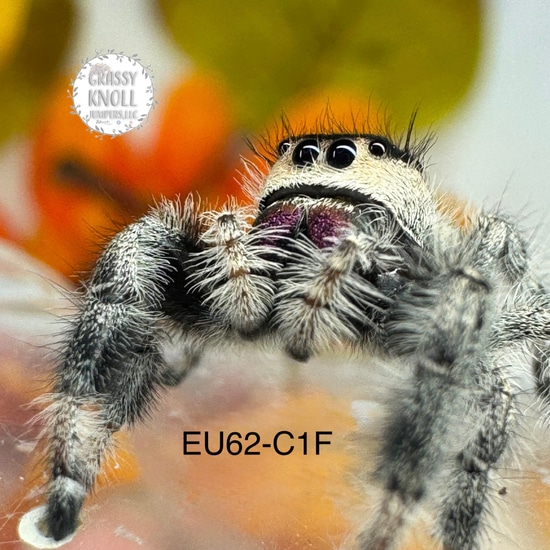 Dark Phase Female P. Regius Jumping Spider EU62-C1F by Grassy Knoll ...
