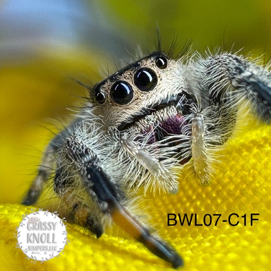 Female P. Regius BWL07-C1F Jumping Spider by Grassy Knoll Jumpers