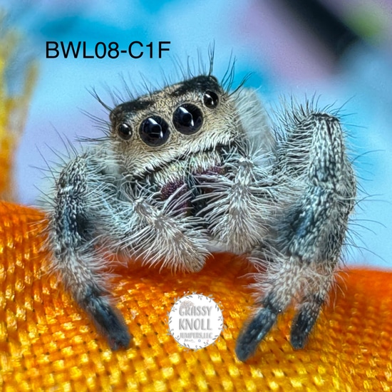 Female P. Regius BWL08-C1F Jumping Spider by Grassy Knoll Jumpers