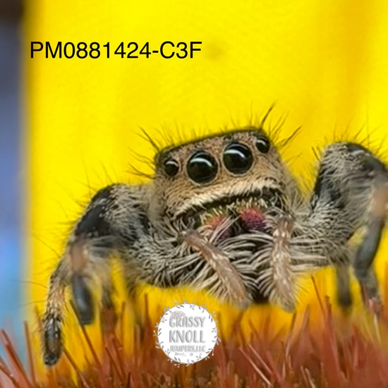 Female P Regius Pm0881424 C3f Jumping Spider By Grassy Knoll Jumpers Llc
