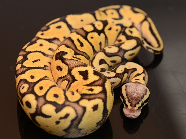 Pastel Jungle Woma Ball Python by Jon's Jungle, LLC - MorphMarket