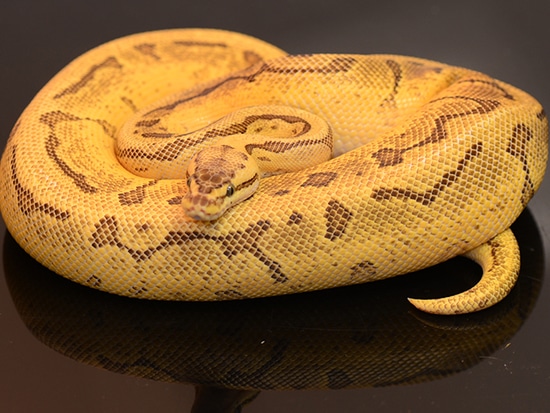 Lemon Blast Yellow Belly Enchi Het Pied Ball Python by Jon's Jungle, LLC