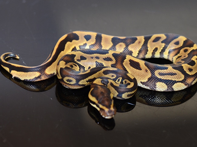 Enchi Confusion Ball Python by Jon's Jungle, LLC - MorphMarket