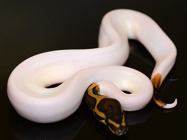 Leopard Probable Blackhead Pied Ball Python by Jon's Jungle, LLC ...