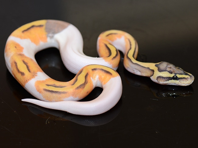 Pastel Enchi Orange Ghost Pied Ball Python by Jon's Jungle, LLC ...