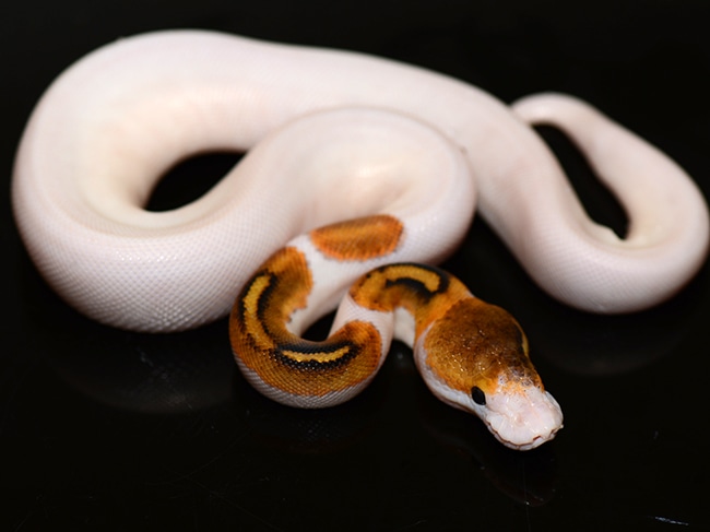 Pinto Pied Fancy Ball Python by Jon's Jungle, LLC - MorphMarket