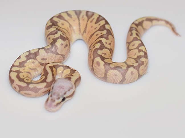 Super Banana Pastel Poss Super Pastel 66% Het Clown Ball Python by Jon ...