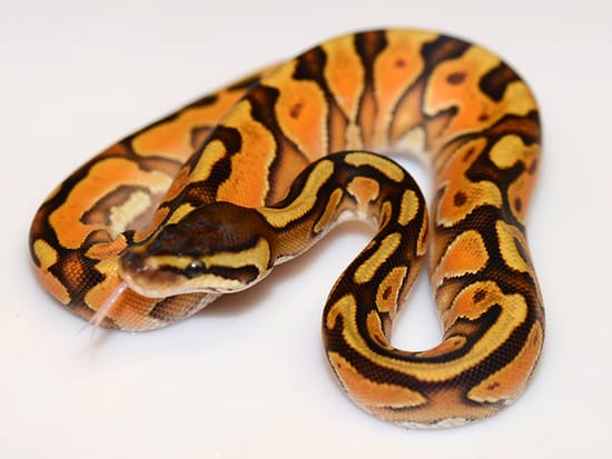Enchi Cinnamon Vanilla Orange Dream Ball Python by Jon's Jungle, LLC