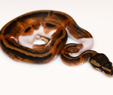 Mahogany Pied Ball Python by Jon's Jungle, LLC - MorphMarket