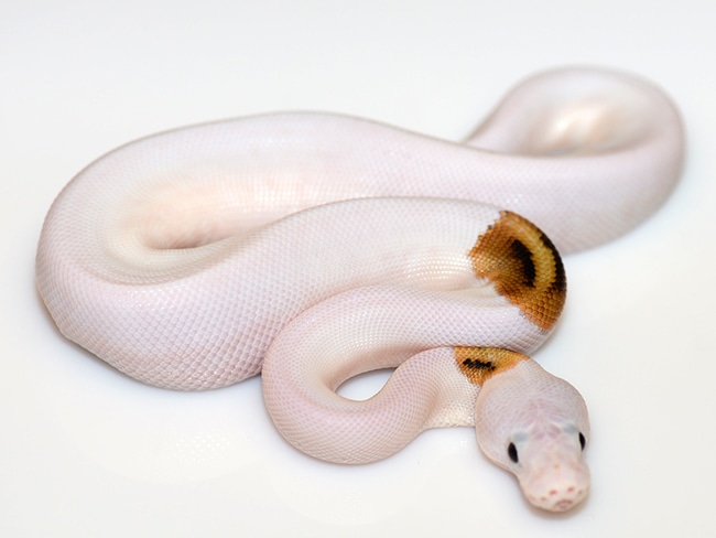 White Head Pinto Pied Ball Python by Jon's Jungle, LLC - MorphMarket