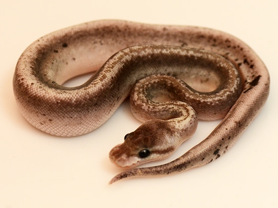 Super Pewter Bullet Ball Python by Jon's Jungle, LLC