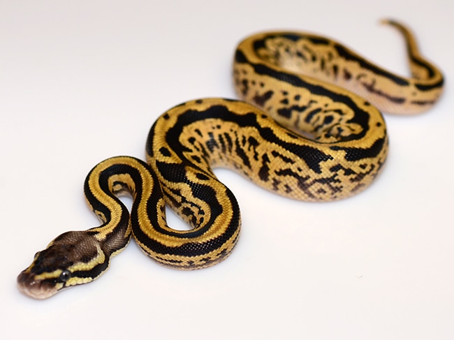 Pastel Leopard Yellow Belly/Spark Ball Python by Jon's Jungle, LLC ...
