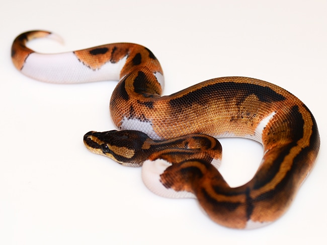 Mahogany Pied Ball Python by Jon's Jungle, LLC - MorphMarket