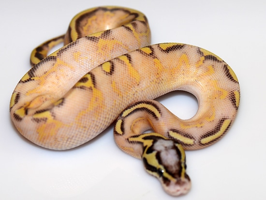 Super Pastel Enchi Freeway Ball Python by Jon's Jungle, LLC - MorphMarket