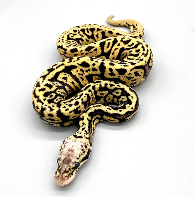 Pastel Spotnose Confusion Ball Python by Jon's Jungle, LLC - MorphMarket