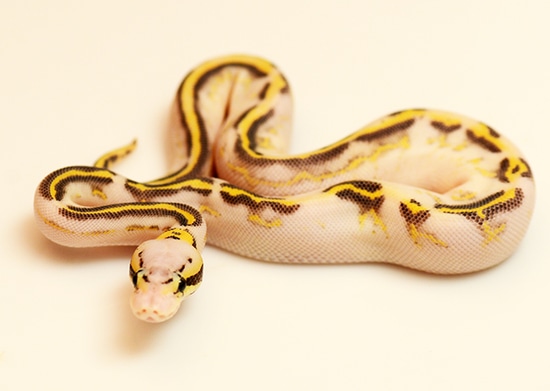 Super Pastel Enchi Highway Cinnamon Ball Python by Jon's Jungle, LLC