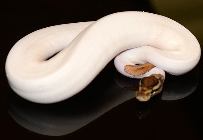 Fancy Pinto Pied Ball Python by Jon's Jungle, LLC - MorphMarket