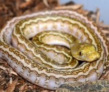 Phantom Marble Jaguar Reticulated Python by Jon's Jungle, LLC - MorphMarket