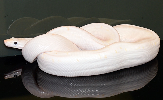 Princess Diamond Super Fire Boa Constrictor by Jon's Jungle, LLC ...