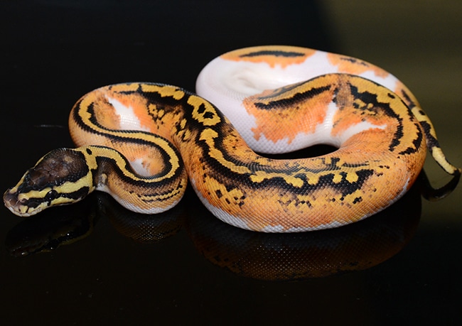Gene X Pastel Yellow Belly Pied Ball Python by Jon's Jungle, LLC ...