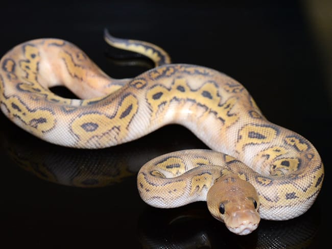 Bongo Ghost Clown Ball Python by Jon's Jungle, LLC - MorphMarket