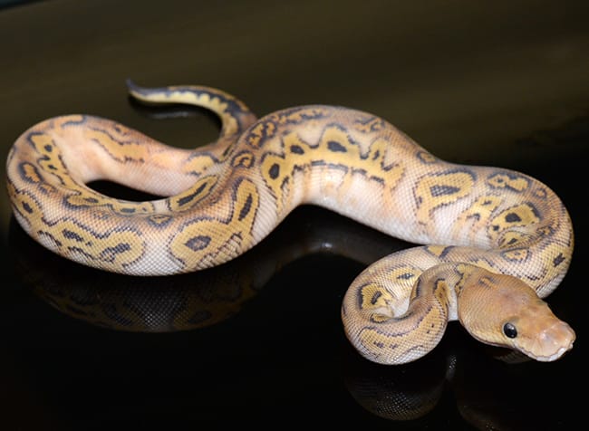 Bongo Ghost Clown Ball Python by Jon's Jungle, LLC - MorphMarket