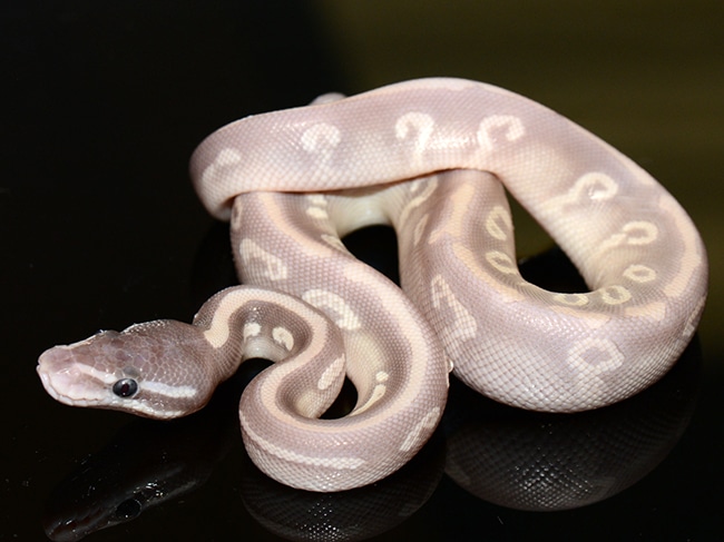 Mystic Potion Ball Python by Jon's Jungle, LLC - MorphMarket