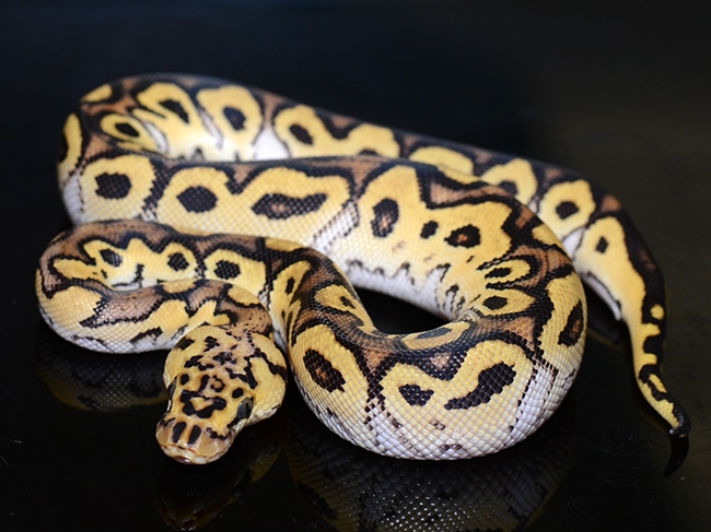 Pastel Hurricane Clown Poss Orange Dream Ball Python by Jon's Jungle ...