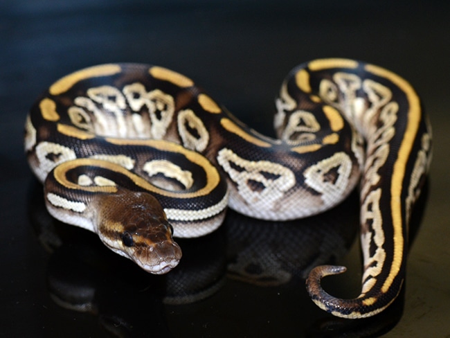 Cypress Bongo Honey Ball Python by Jon's Jungle, LLC - MorphMarket