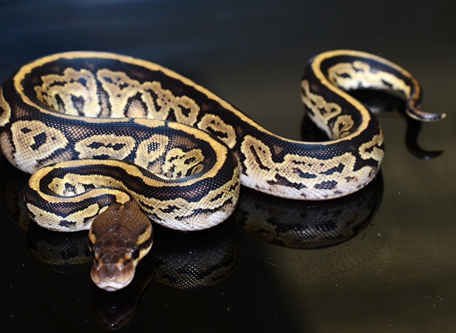 Cypress Bongo Ball Python by Jon's Jungle, LLC - MorphMarket