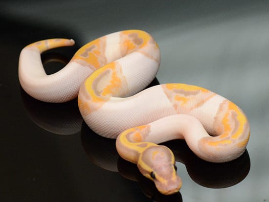 Coral Glow Pied Ball Python by Jon's Jungle, LLC