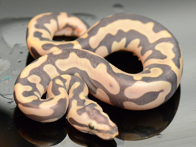 Scaleless Poss Leopard Enchi 66% Het Pied Ball Python by Jon's Jungle, LLC - MorphMarket