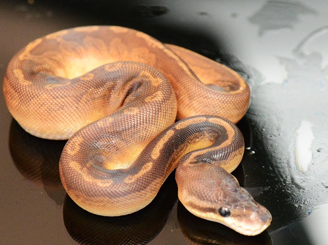 Cinnamon Sunset Ball Python by Jon's Jungle, LLC - MorphMarket