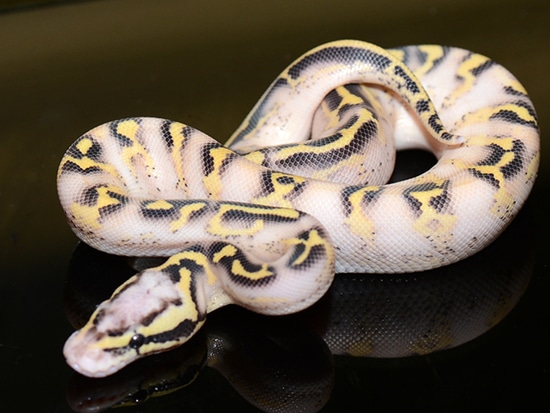 Super Pastel Freeway Ball Python by Jon's Jungle, LLC