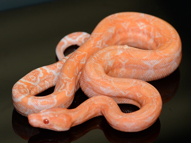 Red Dragon 66% Het VPI Boa Constrictor by Jon's Jungle, LLC - MorphMarket