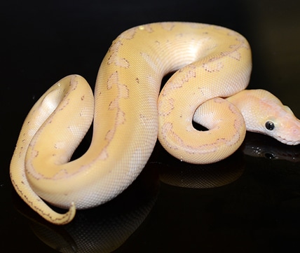 Super Pastel Cinnamon Redstripe Pinstripe Poss Yellow Belly Ball Python ...