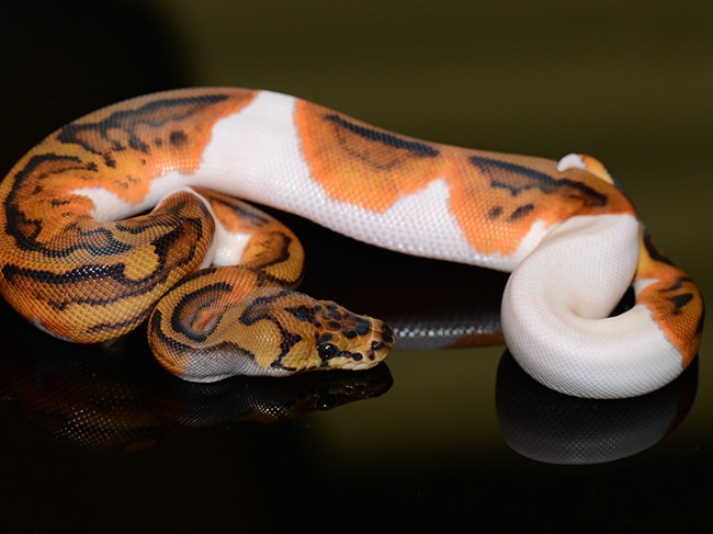 Clown Pied Ball Python by Jon's Jungle, LLC - MorphMarket USA