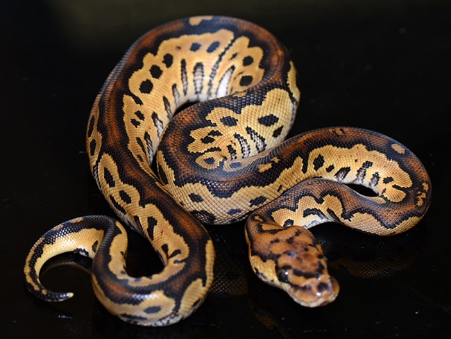 Hurricane Clown Ball Python by Jon's Jungle, LLC - MorphMarket