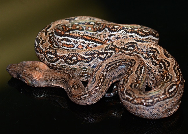 Sonoran Leopard Boa Constrictor by Jon's Jungle, LLC - MorphMarket