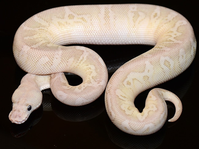 Pastel Soul Sucker Clown Ball Python by Jon's Jungle, LLC - MorphMarket