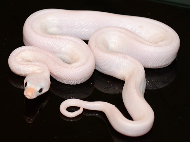 Emperor Diamond Super Fire Boa Constrictor by Jon's Jungle, LLC ...