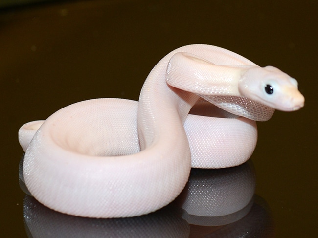 Princess Diamond (Super Fire) Boa Constrictor by Jon's Jungle, LLC ...