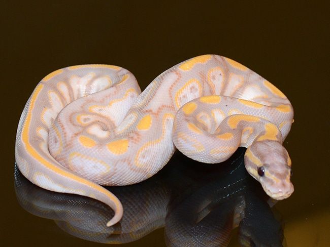 Banana Sugar Stranger Ball Python by Jon's Jungle, LLC - MorphMarket