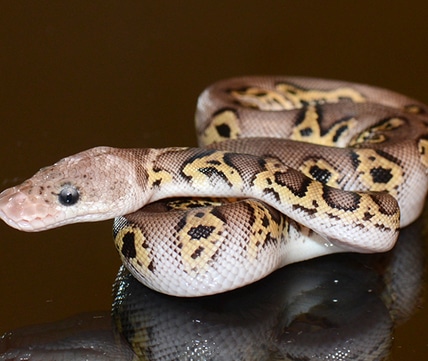 Chocolate Kingpin Clown Ball Python by Jon's Jungle, LLC - MorphMarket