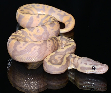 Chocolate Kingpin Clown Ball Python by Jon's Jungle, LLC - MorphMarket
