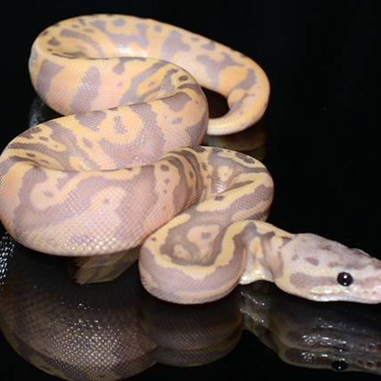 Super Pastel Cinnamon Redstripe Pinstripe Poss Yellow Belly Ball Python ...