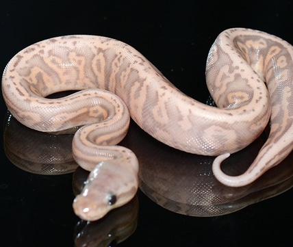 Chocolate Kingpin Clown Ball Python by Jon's Jungle, LLC - MorphMarket