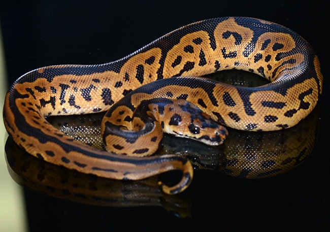 Acid Sugar Clown Ball Python by Jon's Jungle, LLC - MorphMarket