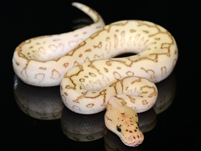 Batman Kingpin Clown Ball Python by Jon's Jungle, LLC - MorphMarket
